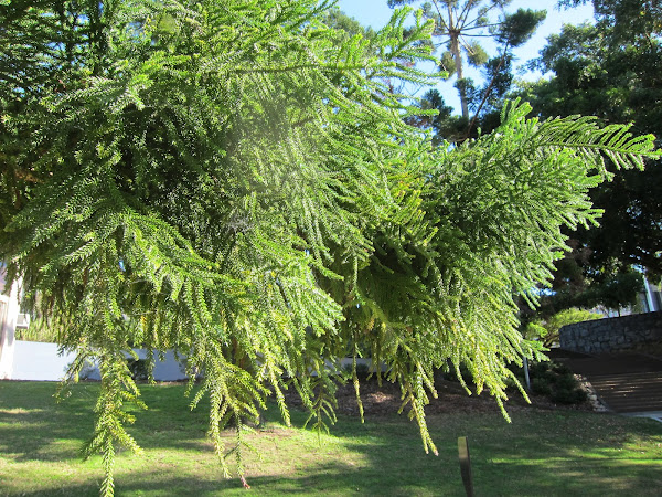 Moreton Bay Pine (aka Hoop Pine) | Project Noah