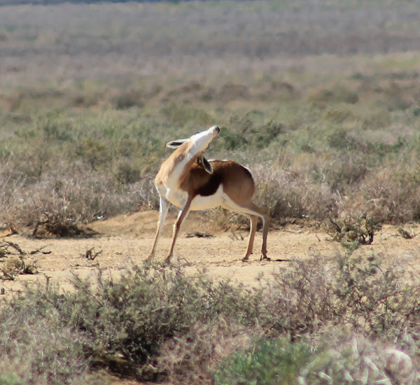 Springbok | Project Noah
