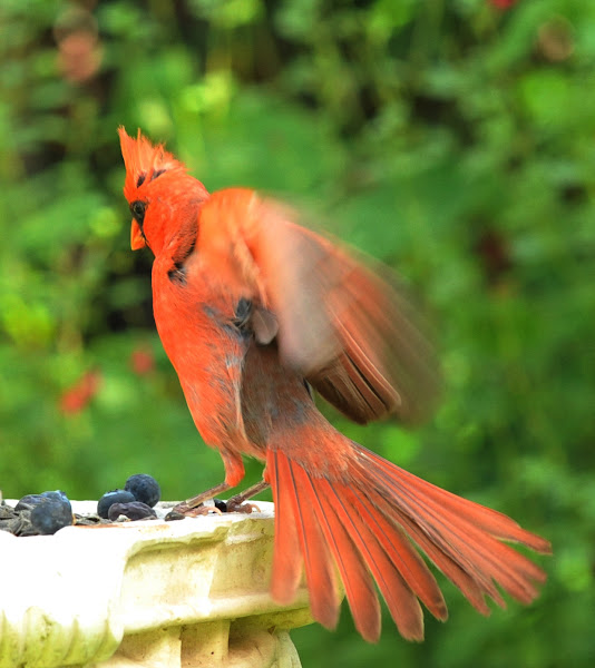 male northern cardinal | Project Noah
