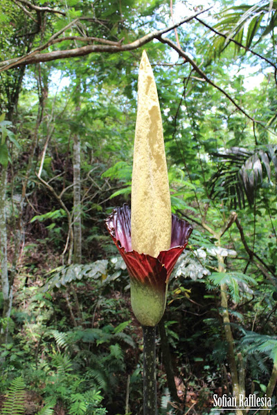 Amorphophallus gigas | Project Noah