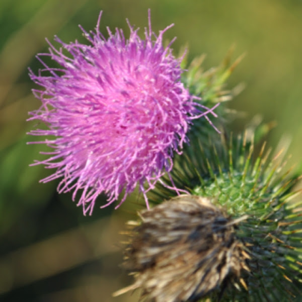 thistle | Project Noah