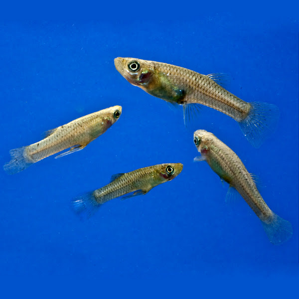 Mosquito Fish | Project Noah