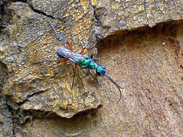 Emerald cockroach wasp | Project Noah