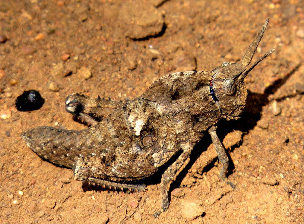 grasshopper | Project Noah