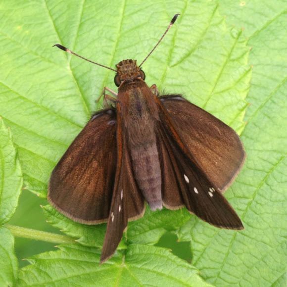 Clouded Skipper | Project Noah