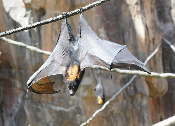 Large flying fox | Project Noah
