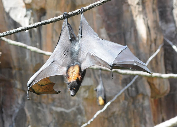 Large flying fox | Project Noah