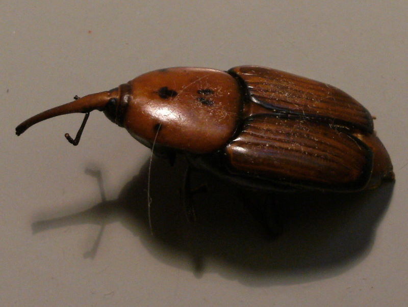 Red palm weevil | Project Noah