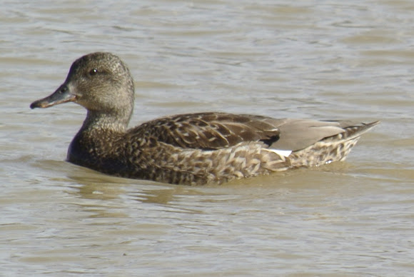 Gadwall Duck (female) | Project Noah
