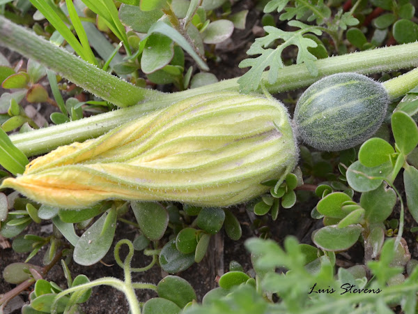 Wild squash | Project Noah