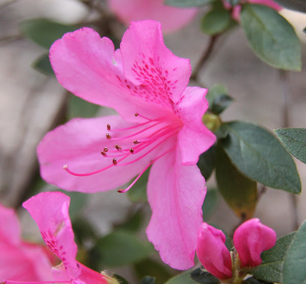 Azalea | Project Noah