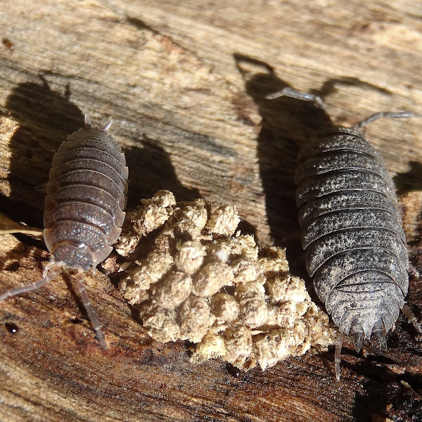 Flat slater | Project Noah