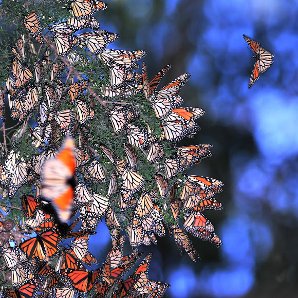 Monarch Butterflies | Project Noah
