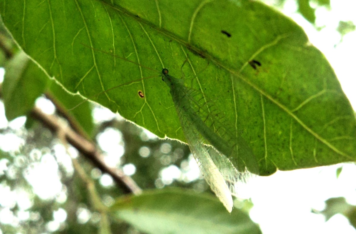 Neuroptera | Project Noah