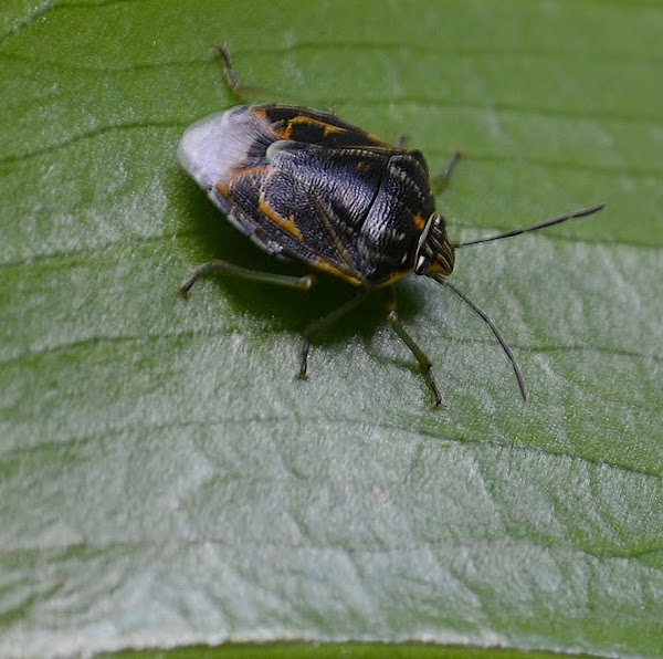 Antestia Bug | Project Noah