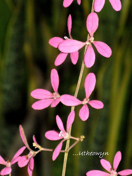 Congea, Kembang Kolecer (sundanese) | Project Noah