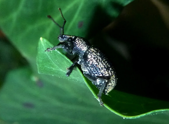 Weevil | Project Noah