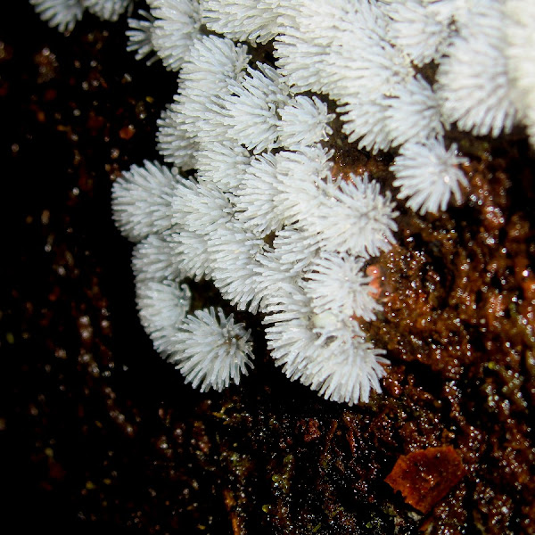 Coral Slime | Project Noah