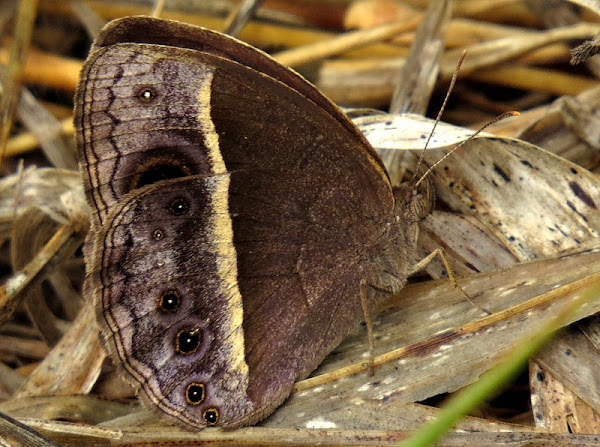 Common bush brown | Project Noah