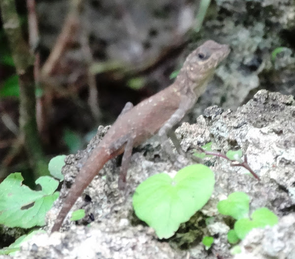 Lizard | Project Noah