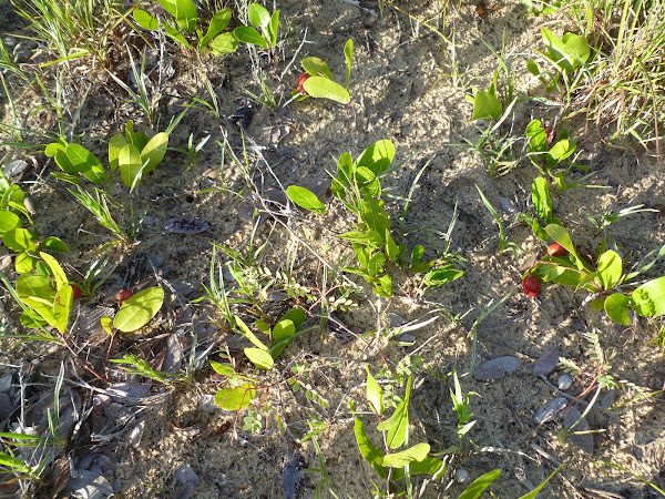 Gopher Apple | Project Noah