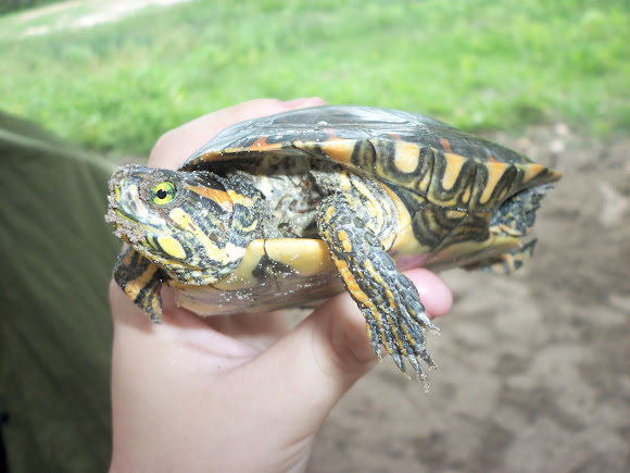 Trachemys adiutrix | Project Noah
