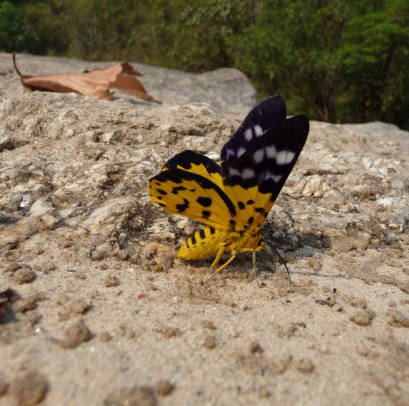 False tiger moth | Project Noah