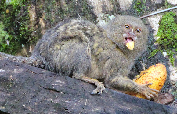 Pygmy Marmoset | Project Noah