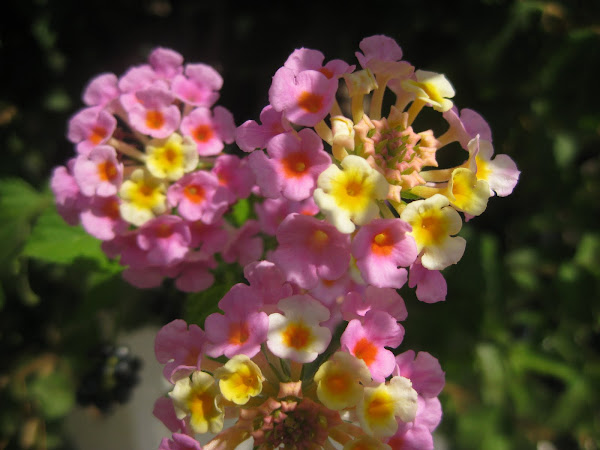 Lantana or verbena . | Project Noah