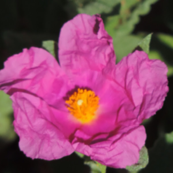 Magenta Rockrose | Project Noah