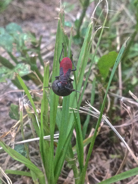 Red-shouldered Bug | Project Noah