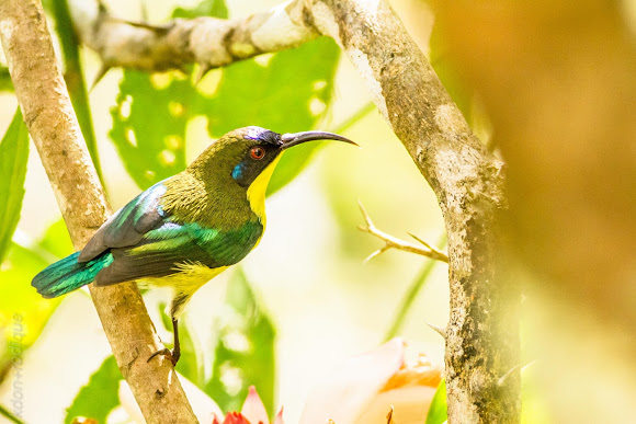 Metallic-winged Sunbird | Project Noah