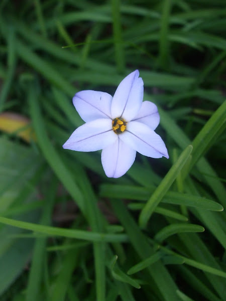 Spring starflower (Τριτέλεια) | Project Noah
