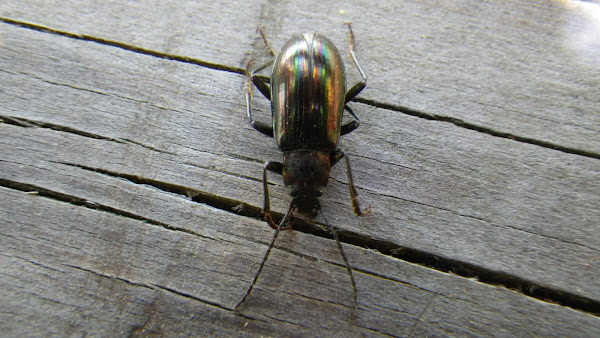 Gleaming Darkling Beetle | Project Noah