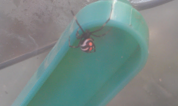 Northern black widow | Project Noah