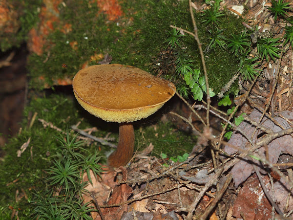 Boletus sp. | Project Noah