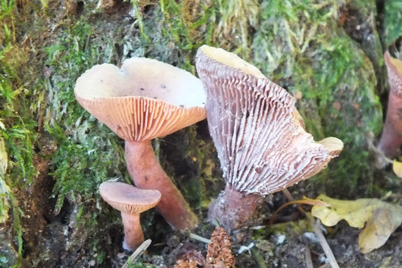 Lactarius sp. | Project Noah