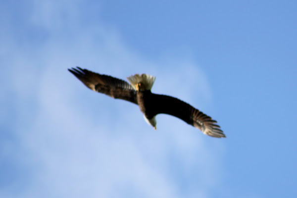 Bald Eagle | Project Noah