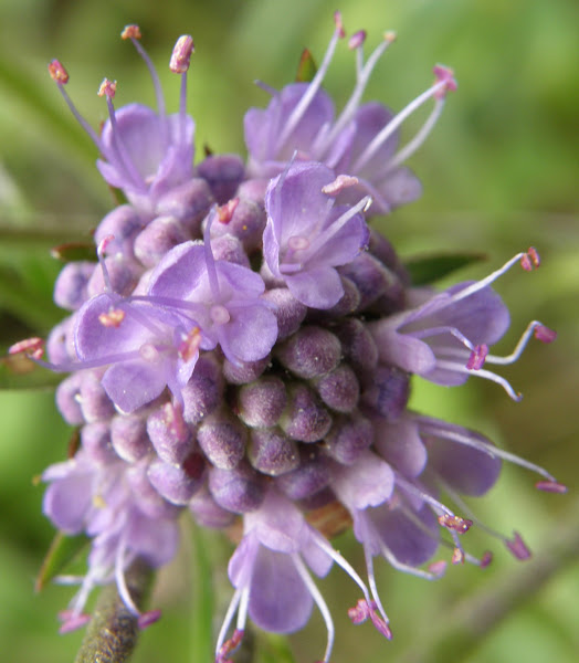 Devil's-bit Scabious | Project Noah