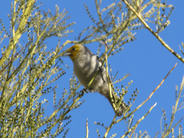 Verdin | Project Noah