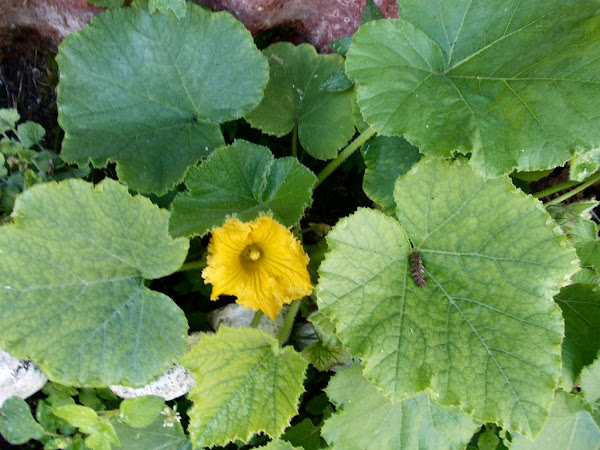 Crown pumpkin | Project Noah