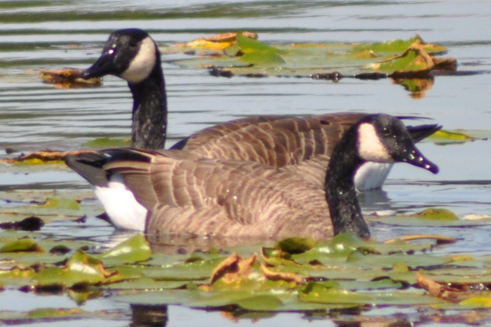 Canada Goose | Project Noah