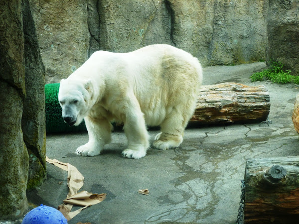 Polar Bear | Project Noah