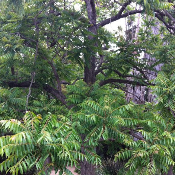 Cigar box tree | Project Noah