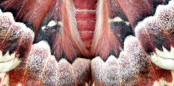 Promethea Silk Moth | Project Noah