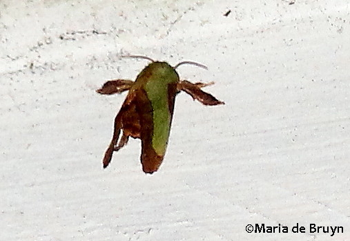 Slug moth | Project Noah