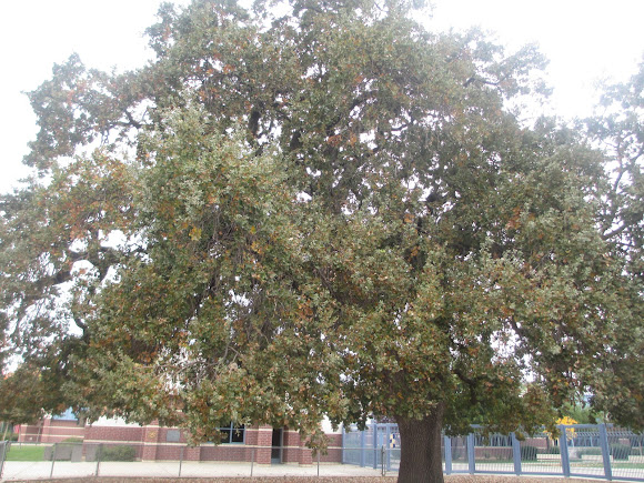 Oak Tree | Project Noah