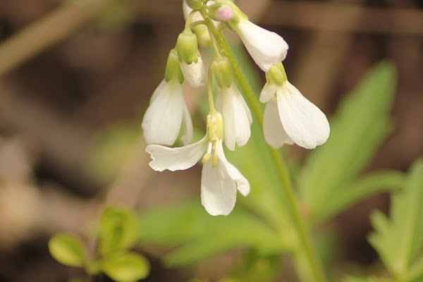 Cutleaf Toothwort | Project Noah