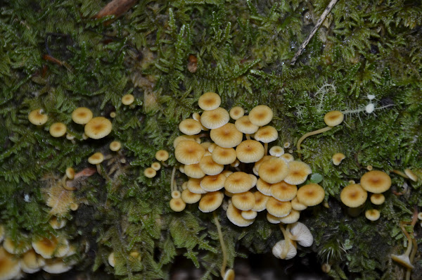 Fuzzy-Foot mushroom | Project Noah