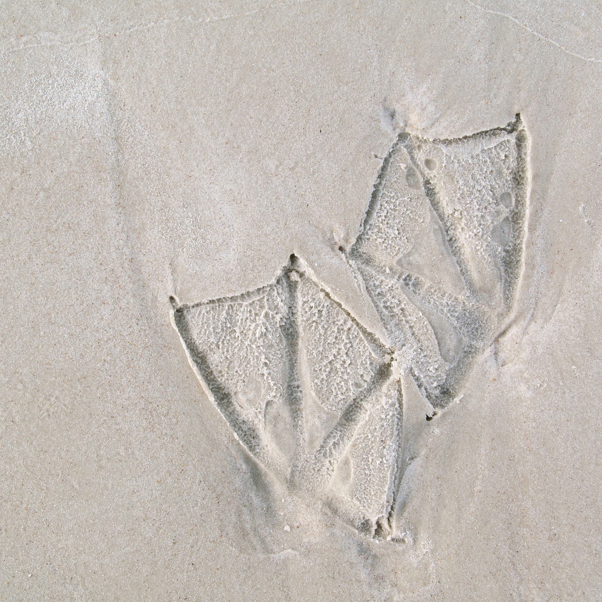 Brown Pelican Footprints | Project Noah